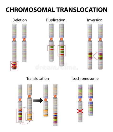 Chromosome Deletion Duplication Inversion Translocation Stock