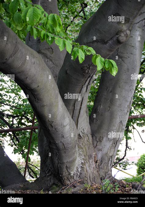 Powerful Branches Of A Tree Growing From The Trunk At The Very Ground In Different Directions