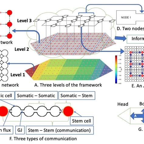 Detailed View Of The Framework For Autonomous Restoration Of Anatomical Download Scientific