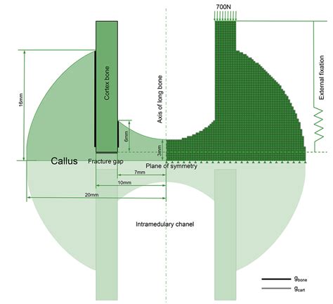 Geometry Loading Boundary Conditions And Finite Element Mesh Of The