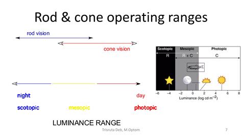 Light And Dark Adaptation Pdf