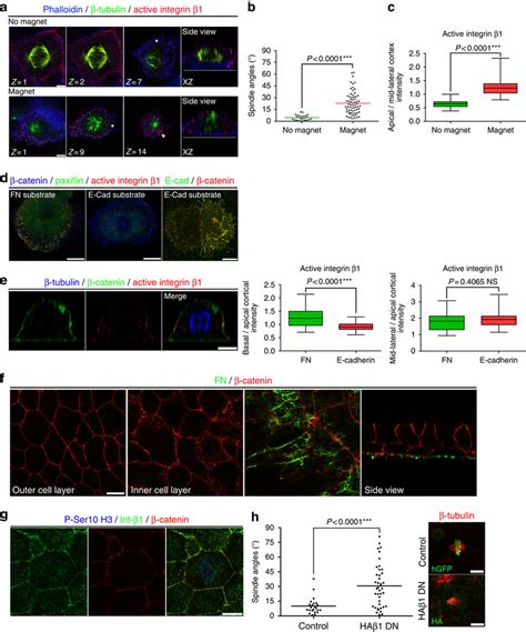 force dependent and ligand independent activation of integrin β1 on the