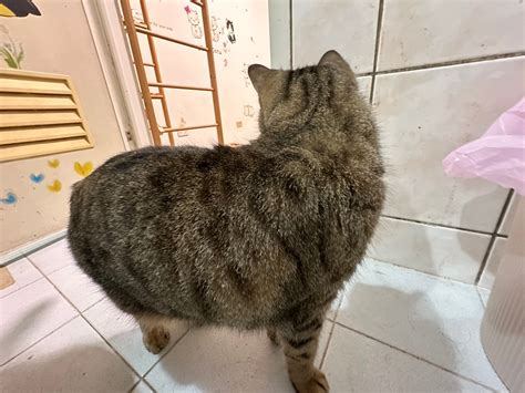 Test Image Classification Classification Model By Imageobject