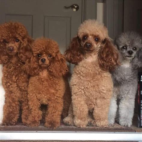 პუდელები და პატარა ჯიშის ძაღლები