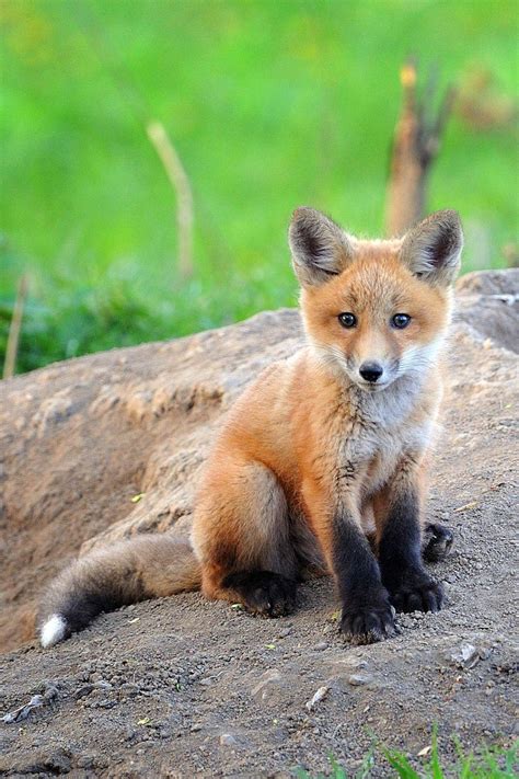 Fox Cub Wallpapers Top Free Fox Cub Backgrounds Wallpaperaccess