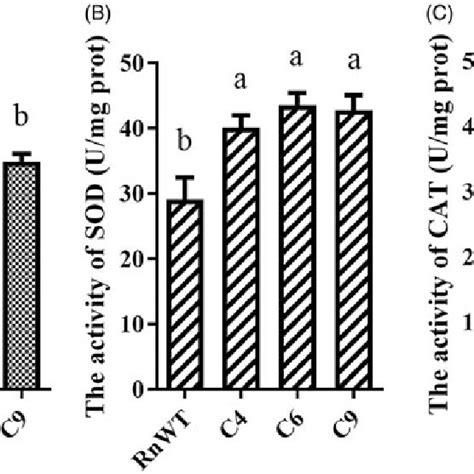 The Intracellular ROS Content And The Activities Of ROS Related Enzymes Download Scientific