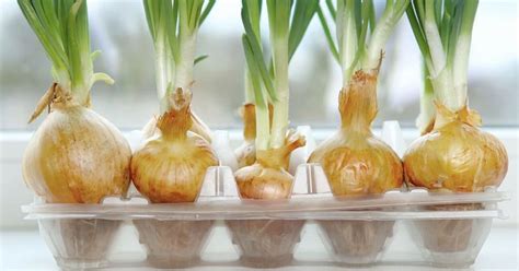 Як виростити на підвіконні зелену цибулю без землі інструкція