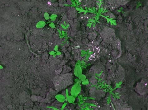 Weed Detection Using Image Processing Image Analysis Image Sc Forum