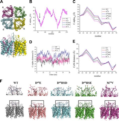 Molecular Dynamics Simulations Of Wt D 69 E D 69 Hsd D 69 Hse And M