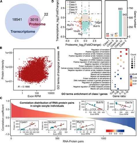 Simultaneous Deep Transcriptome And Proteome Profiling In A Single Mouse Oocyte Cell Reports
