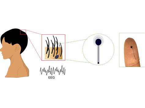 The Future Of Brain Activity Monitoring May Look Like A Strand Of Hair Penn State University