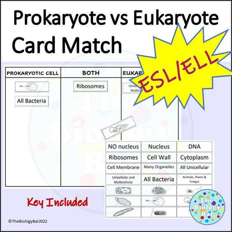 Biology Cell Structure Card Sort Bilingual Marketplace