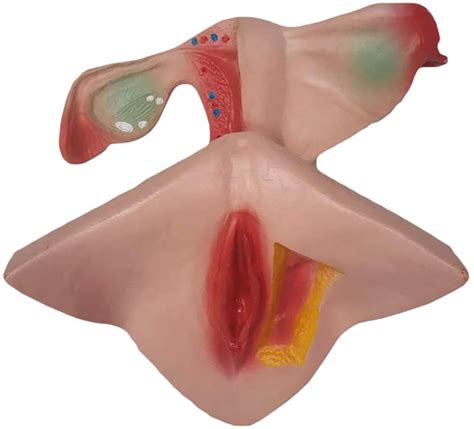 Educational Model Female Reproductive System Model Uterus Anatomical