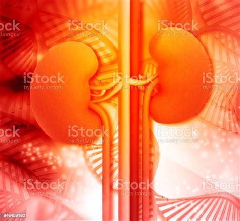 Dna와 인간의 신장의 3d 렌더링 Dna에 대한 스톡 사진 및 기타 이미지 Dna 콩팥 내부 기관 3차원 형태 Istock