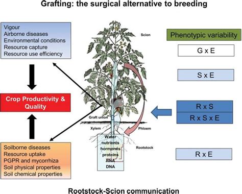 Unravelling Rootstock×scion Interactions To Improve Food Security Pmc