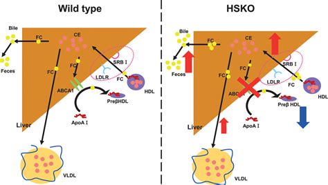 Impact Of Hepatic Abca1 Atp Binding Cassette Transporter A1 Deletion