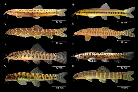 Species New To Science [ichthyology • 2024] Koima Gen N • A New Genus Of Nemacheilid Loach