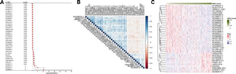 Anoikis Related Long Non Coding Rna Signatures To Predict Prognosis And Small Molecular Drug