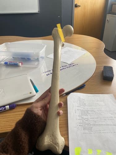 Lab Practical 2 Femur Tibia Fibula Flashcards Quizlet