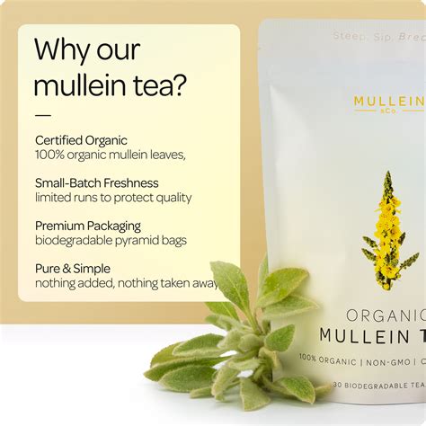 What Not To Mix With Mullein Tea Mullein And Co