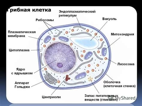 грибная клетка строение рисунок 12 тыс изображений найдено в Яндекс Картинках Биология Уроки