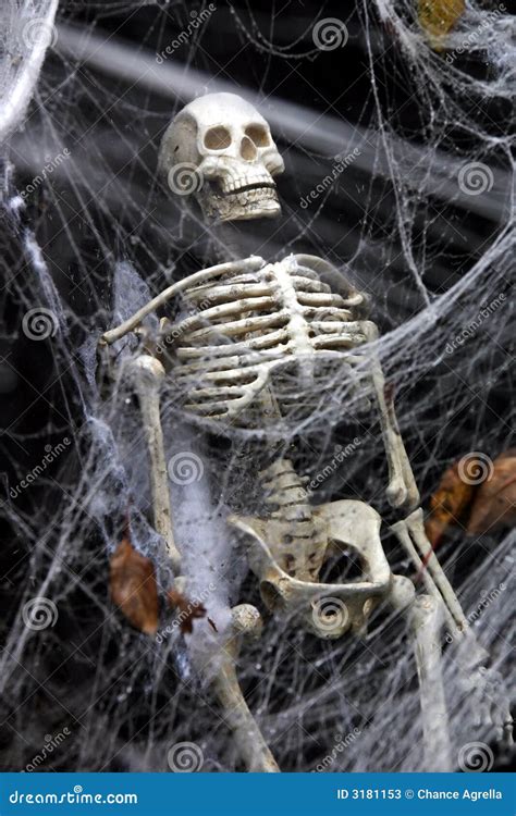 Skeleton In The Web Stock Image Image Of Skull Skeleton 3181153