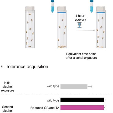 The Biphasic Alcohol Activity Response In Drosophila And Download Scientific Diagram