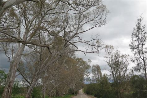 anne jensen on linkedin lerp attack hindering eucalypt recovery