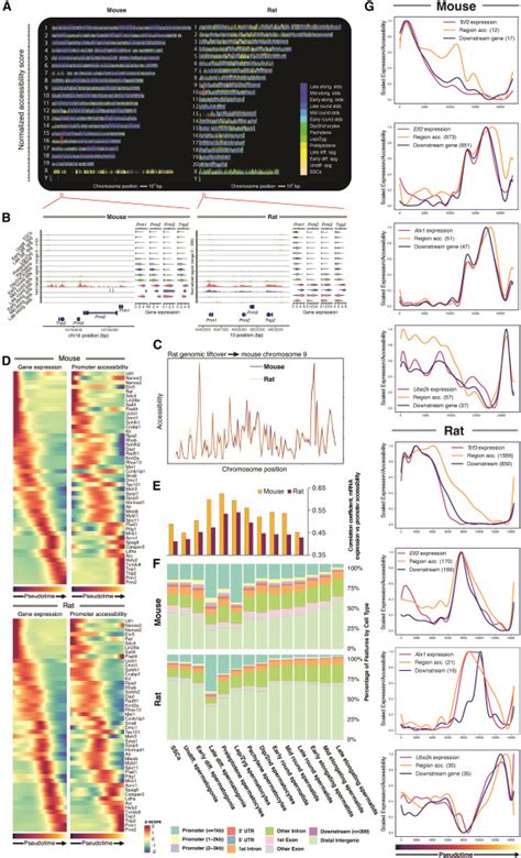 Single Cell Multiomic Comparison Of Mouse And Rat Spermatogenesis Reveals Gene Regulatory