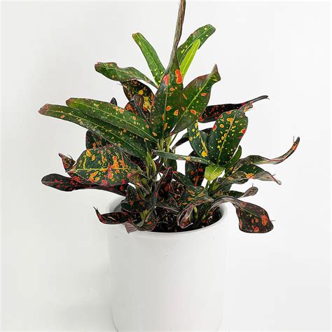 Codiaeum Variegatum Red Spot Croton Sage And Sill