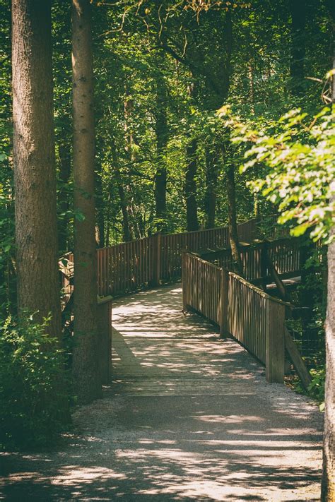 길 도로 숲길 Pixabay의 무료 사진 Pixabay