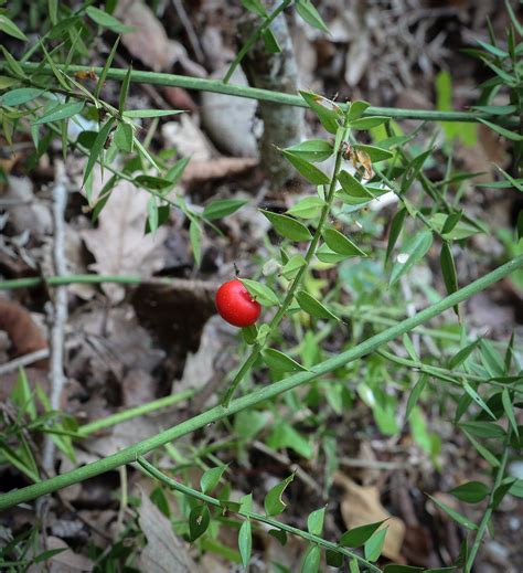 Ruscus aculeatus - Изображение особи - Плантариум