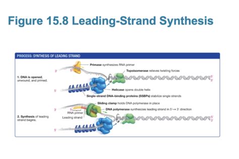 Chapter DNA Gene Synthesis Repair Flashcards Quizlet