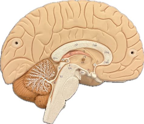 Sagital View Of Brain Diagram Quizlet