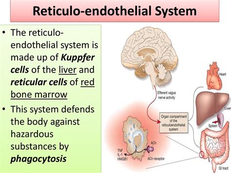 Human Immune System His Online Presentation