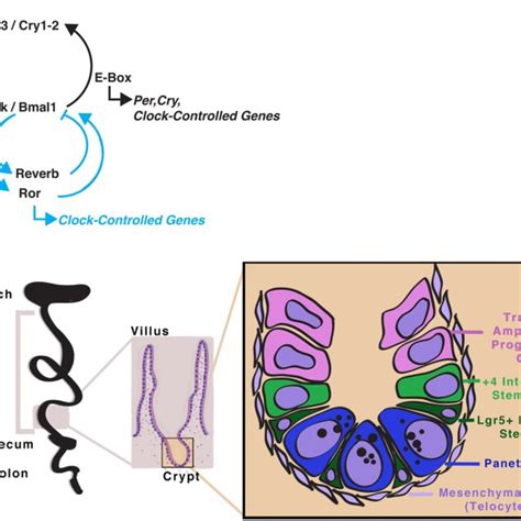 The Drosophila Circadian Clock And Intestine A The Circadian Clock In Download Scientific