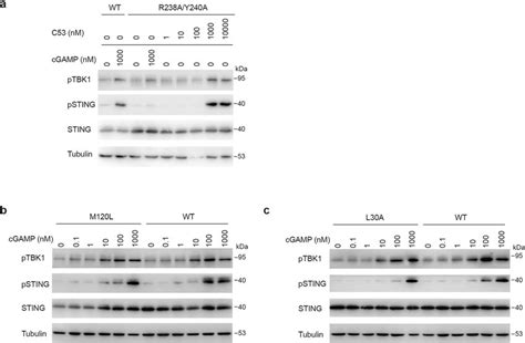 Additional Mutational Analyses Of The Activation Of Sting By C53 And