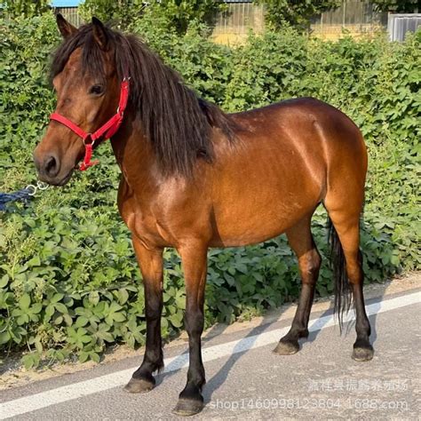 矮马活体养殖出售袖珍矮马 宠物小矮马活体 国产骑乘马活体宠物驴 阿里巴巴