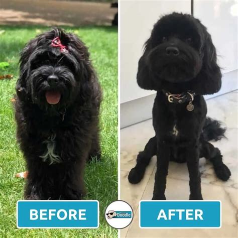 Short Cockapoo Haircut Styles 17 Before And After Photos