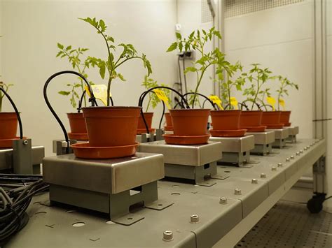 plant phenotyping in aralab chambers aralab