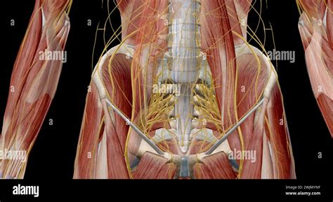 The Lumbosacral Plexus Is A Network Of Nerve Fibers Derived From The Roots Of Lumbar And Sacral
