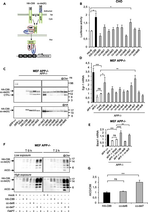 Figure 2 From Dimeric Transmembrane Orientations Of Appc99 Regulate γ Secretase Processing Line