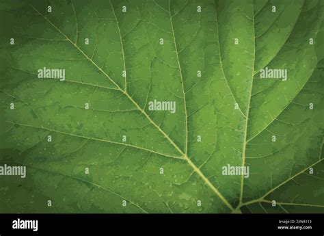 Green Leaf Structure Abstract Stock Vector Image And Art Alamy