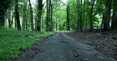 Trees Path Road Free Stock Video Pixabay