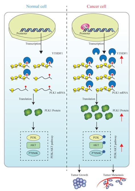 Int J Biol Sci Elk1 Ythdf1 Plk1 Pi3k Akt轴可能成为前列腺癌治疗的潜在靶点 生命经纬