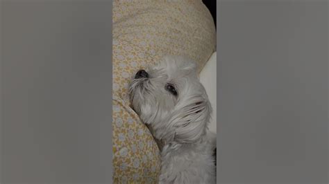 이제 잘 시간이야 말티즈 찹쌀이 Youtube