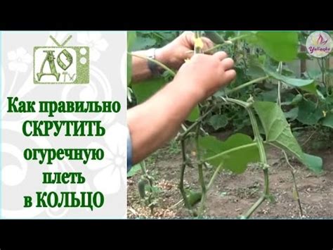 ОГУРЦЫ до заморозков. СКРУЧИВАЕМ КОЛЬЦО из огуречной плети - YouTube