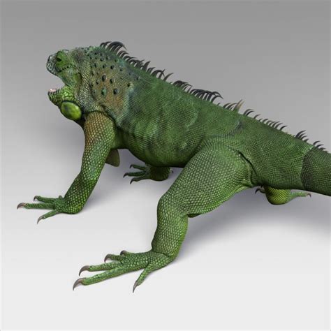Iguana Rig Animprops
