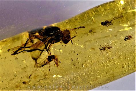 Insect Diptères