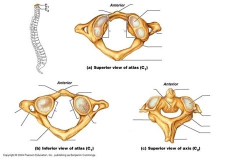 Atlas And Axis Vertebrae Anatomy And Physiology Ch 7 Skeleton Diagram Diagram Quizlet